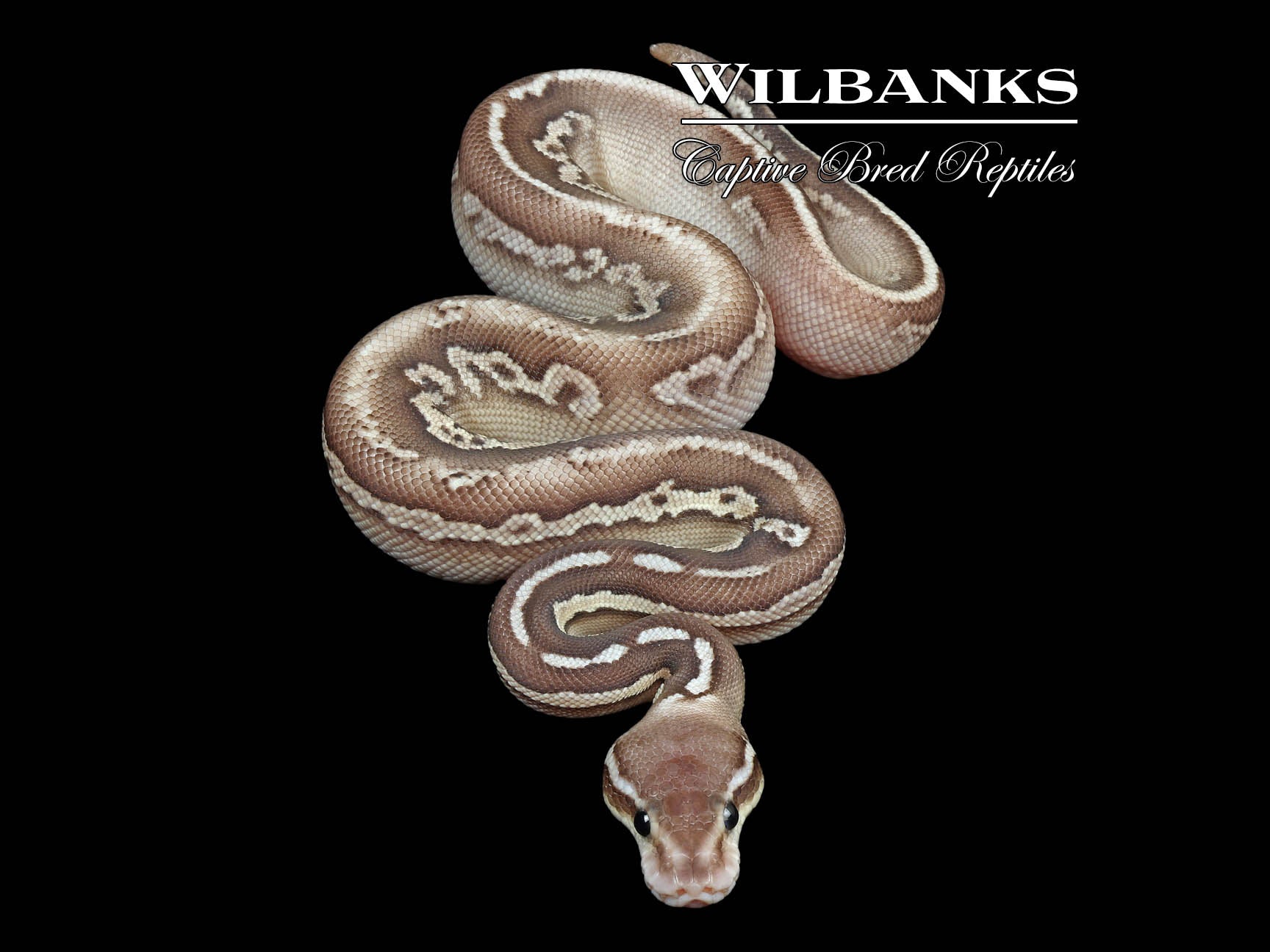 Black Pewter Fire Ball Python ♂ '25 – Wilbanks Captive Bred Reptiles