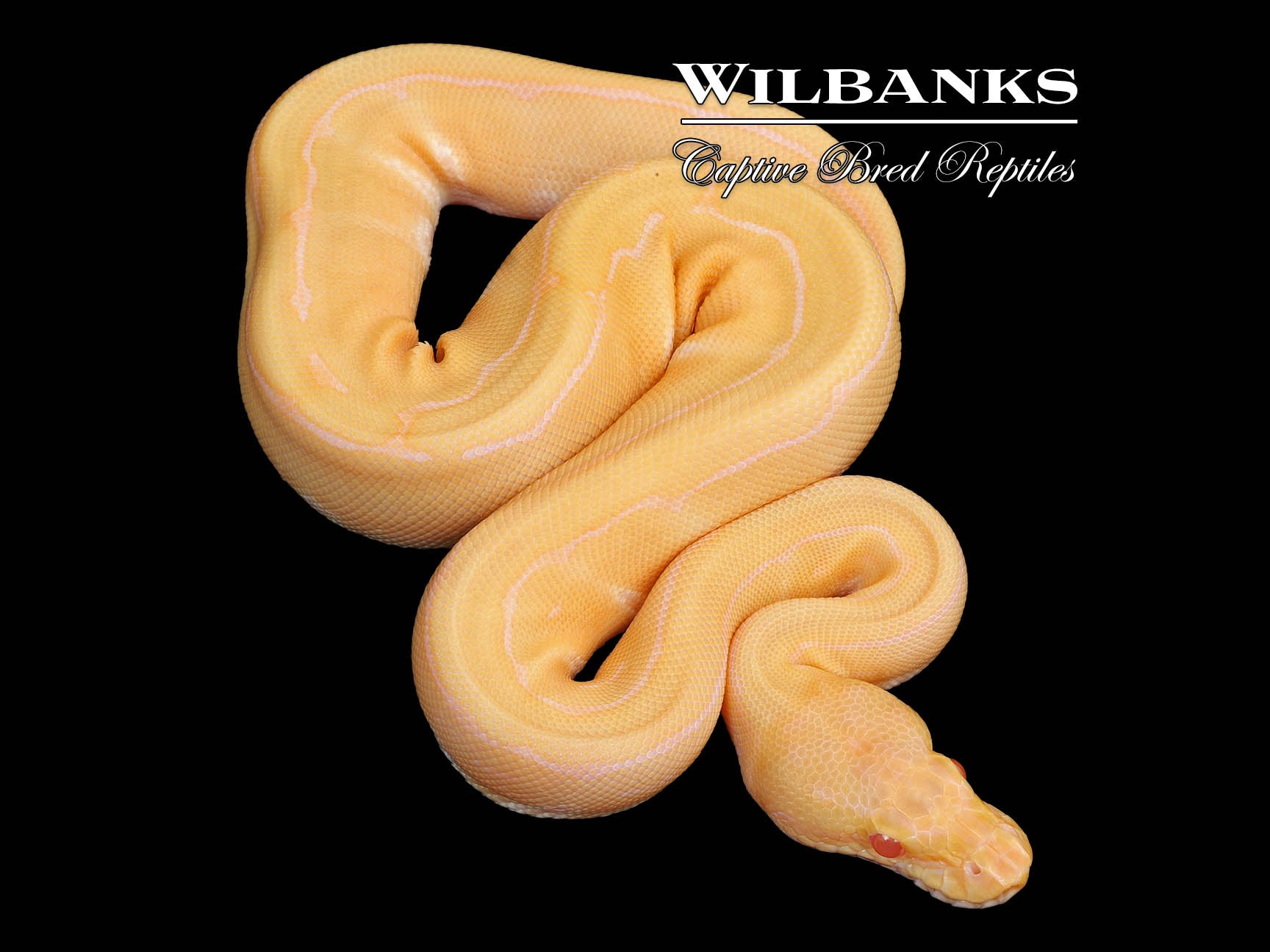 Albino Pinstripe Ball Python ♀ '25 – Wilbanks Captive Bred Reptiles