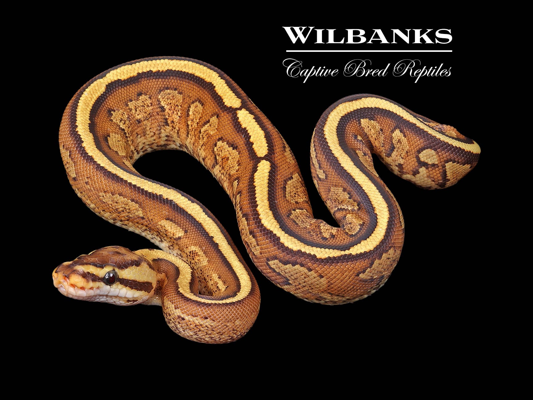 Super Stripe Ball Python ♀ 24 Wilbanks Captive Bred Reptiles