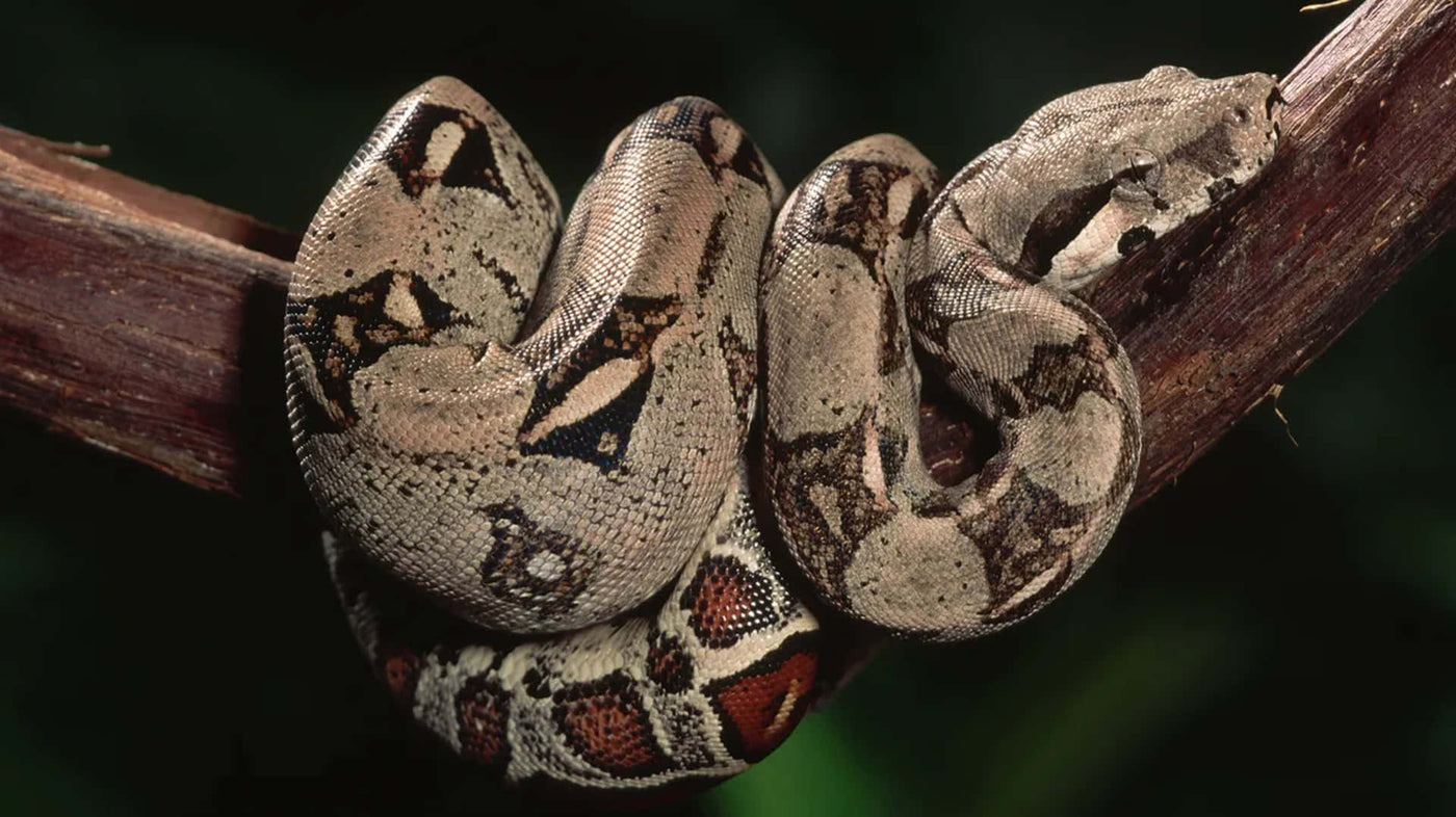 10 Common Myths People Believe About Boa Constrictors – Wilbanks ...