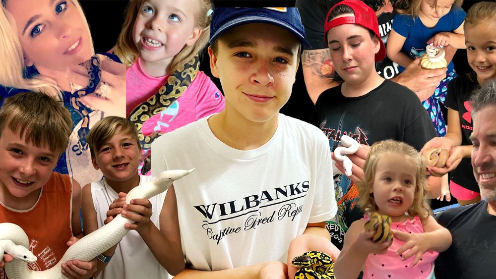 Getting a Ball Python as a Pet: A Guide to Convincing Your Parents ...