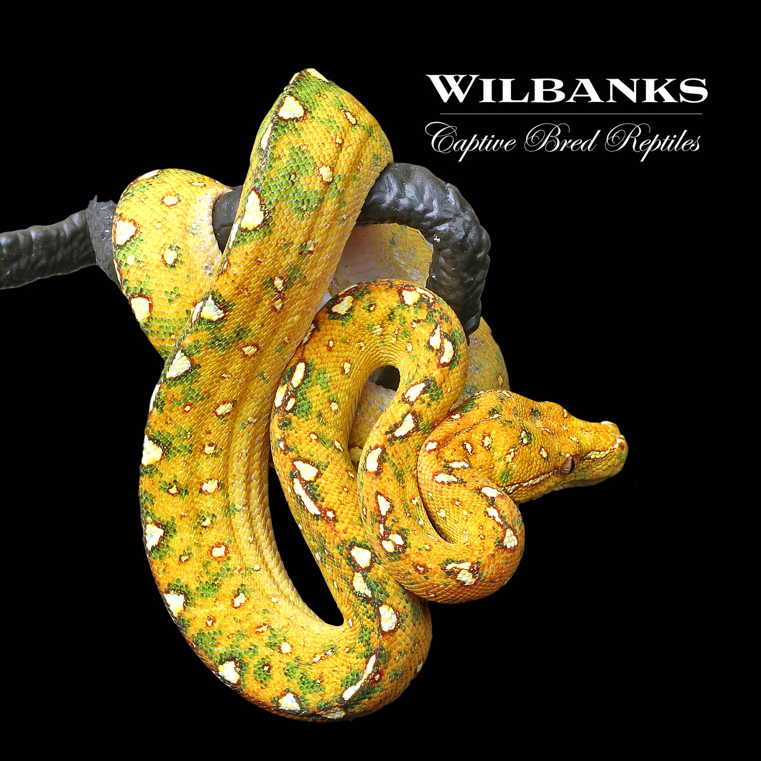 How to Keep a Green Tree Python Happy and Healthy – Wilbanks Captive ...