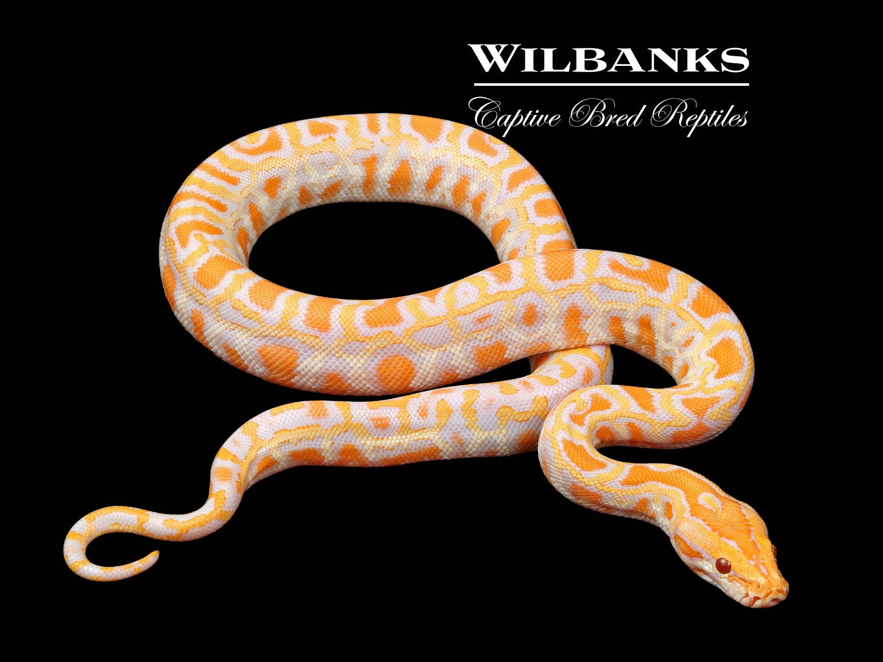 Albino 100% Het. Pied 66% PH Granite Burmese Python ♀ '25 – Wilbanks ...
