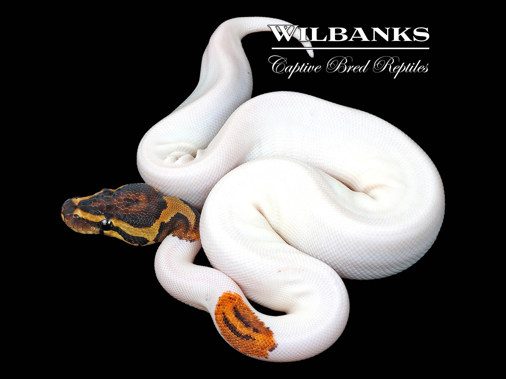 Yellow Belly Pied Ball Python ♀ '25 – Wilbanks Captive Bred Reptiles