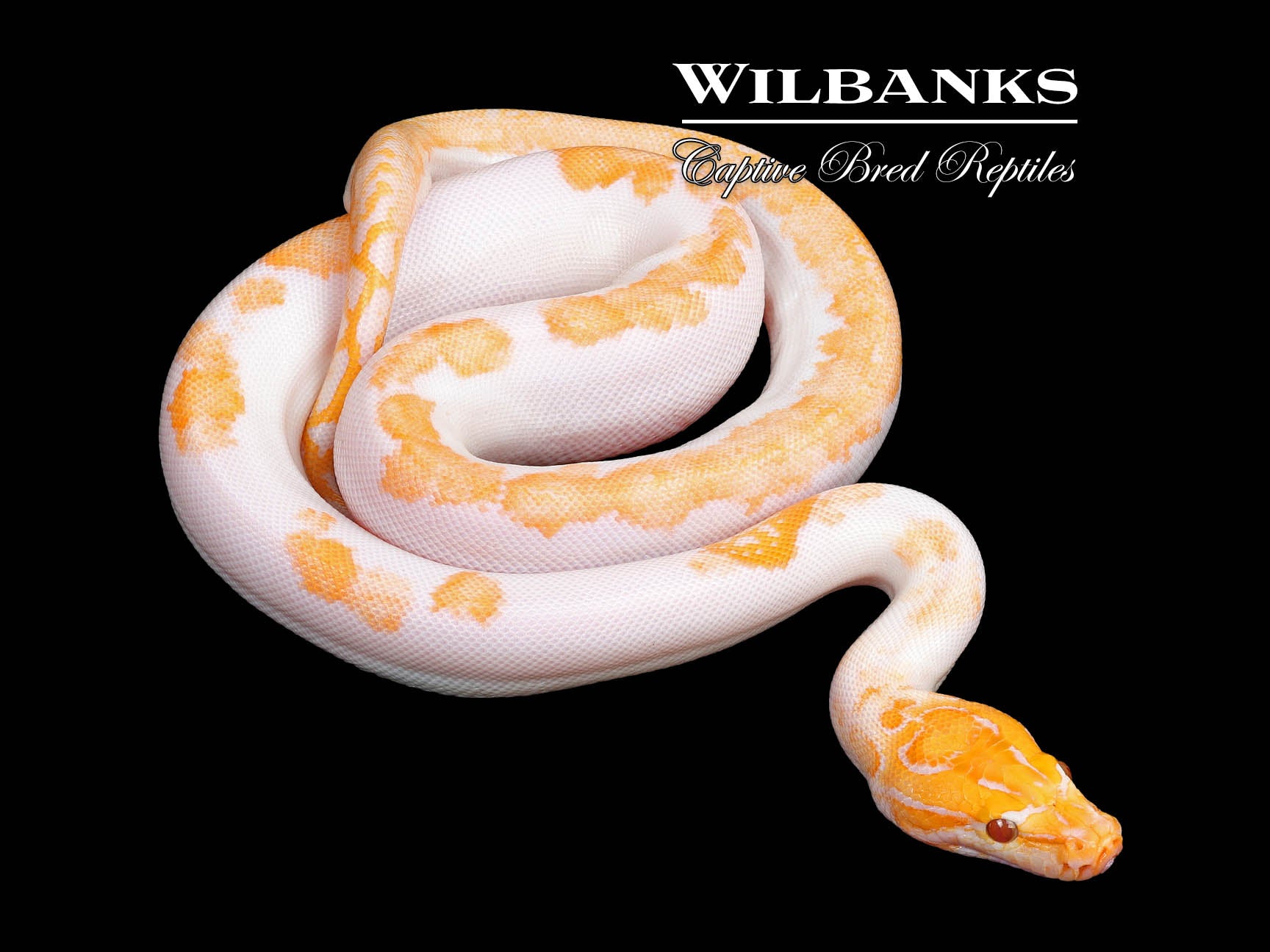 Albino Pied 66% PH Granite Burmese Python ♀ '25 – Wilbanks Captive Bred ...