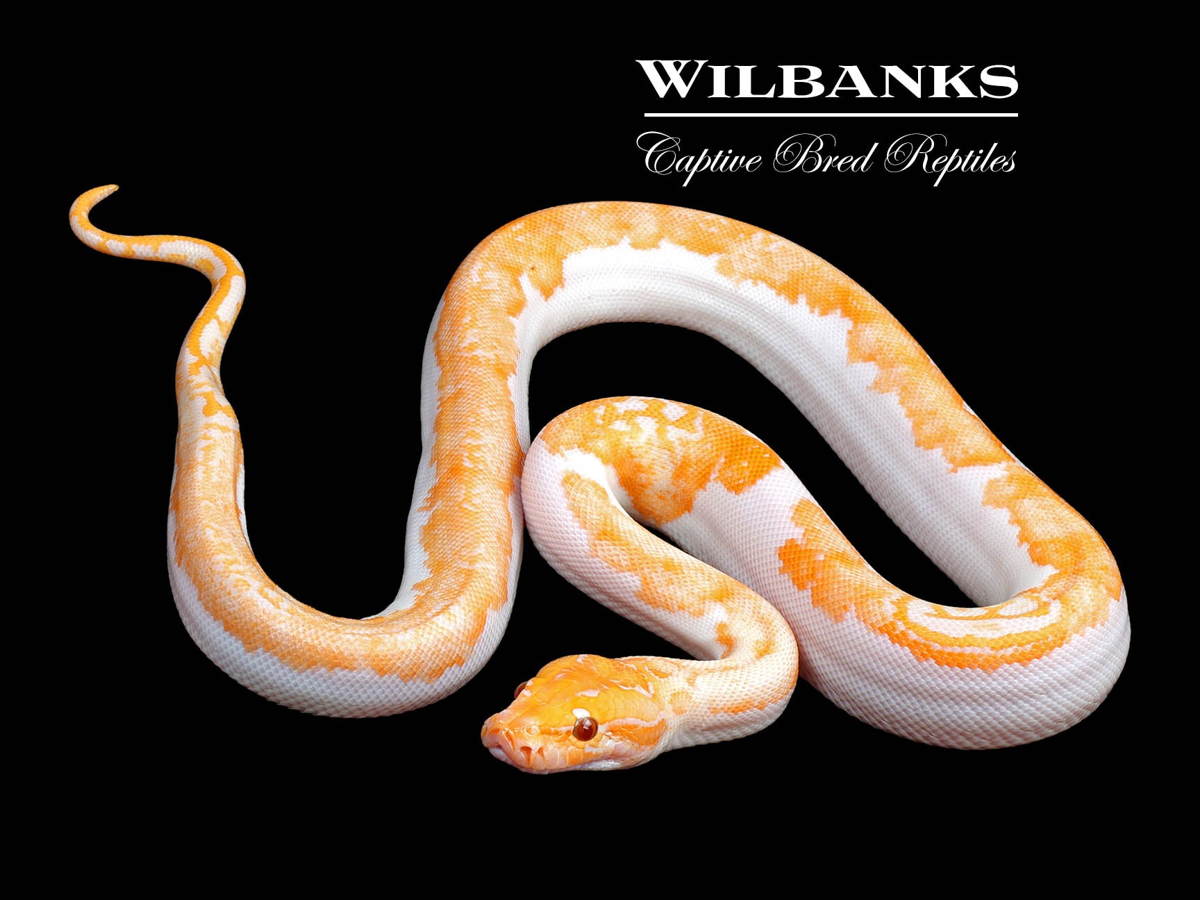 Albino Pied 66% PH Granite Burmese Python ♀ '25 – Wilbanks Captive Bred ...