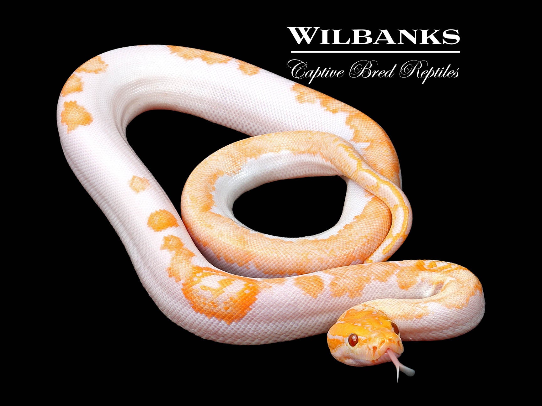 Albino Pied 66% PH Granite Burmese Python ♂ '25 – Wilbanks Captive Bred ...