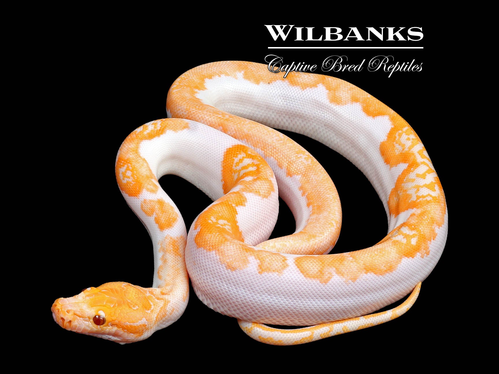 Albino Pied 66% PH Granite Burmese Python ♀ '25 – Wilbanks Captive Bred ...