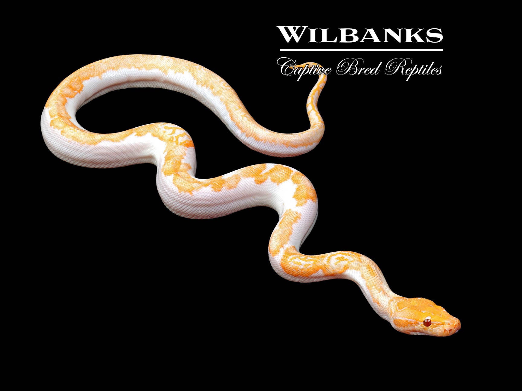 Albino Pied 66% PH Granite Burmese Python ♀ '25 – Wilbanks Captive Bred ...