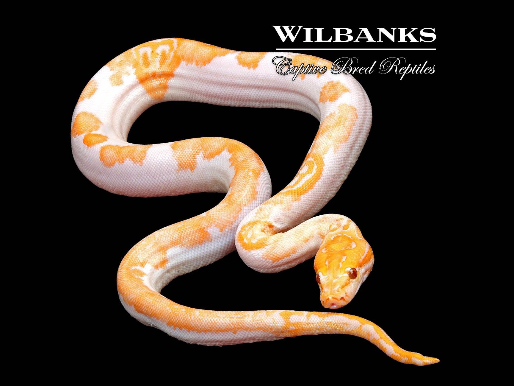Albino Pied 66% PH Granite (Imperfect Tail Kink) Burmese Python ♂ '25 ...