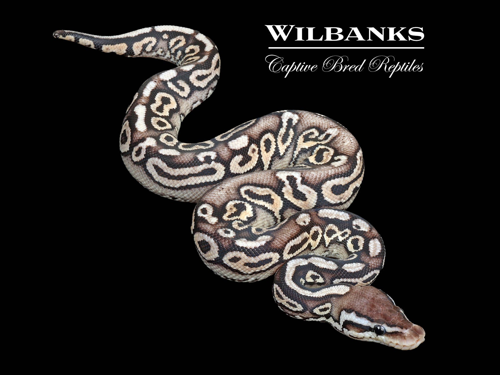 Orange Dream Yellow Belly Pewter Ball Python ♂ '25 – Wilbanks Captive ...