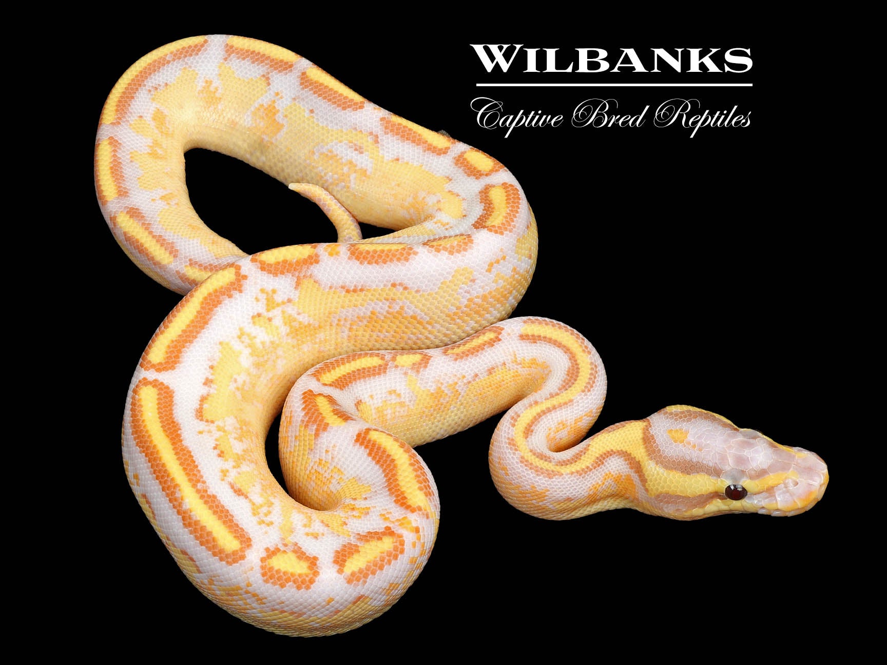 Banana Enchi Freeway Mardi Gras Ball Python ♀ '25 – Wilbanks Captive ...