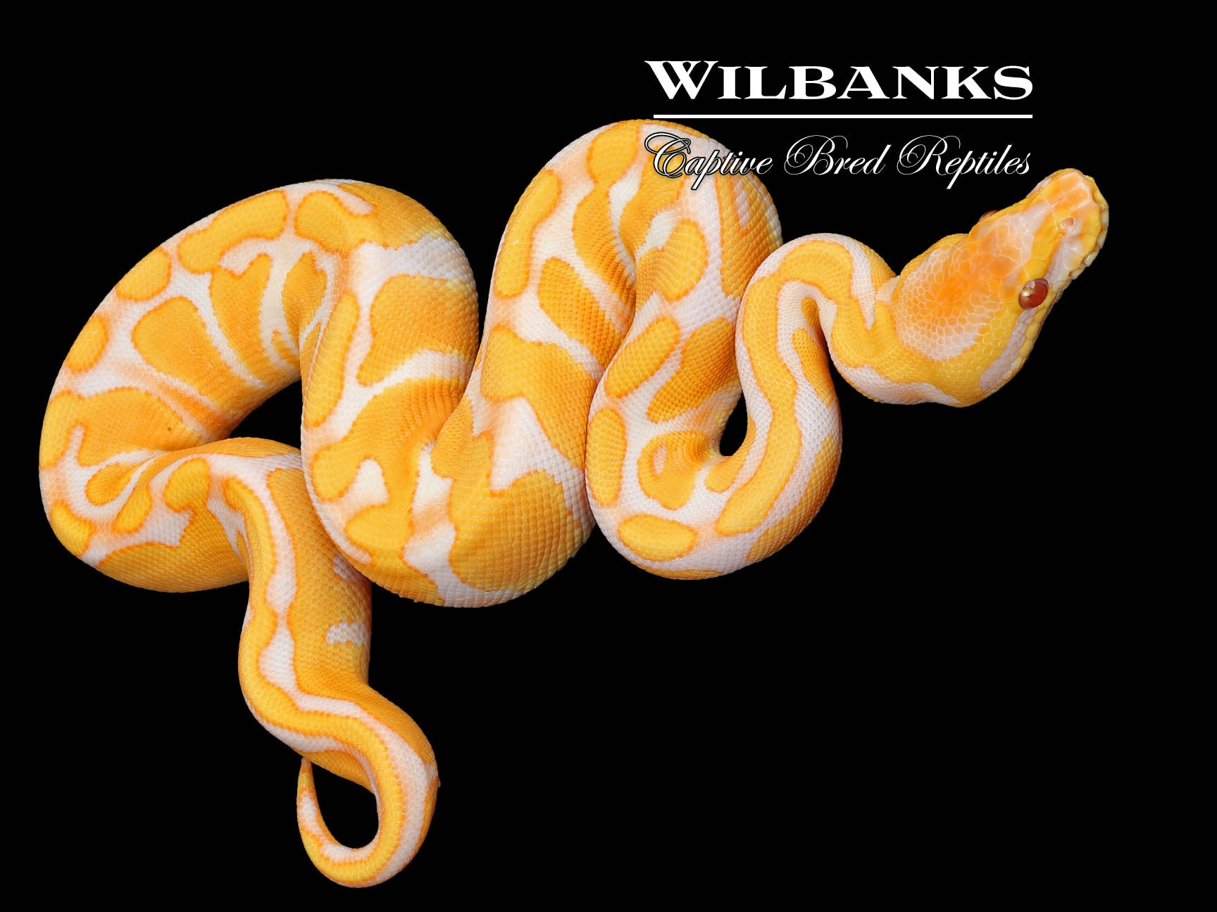Lavender Albino 100% Het. Pied Ball Python ♀ '25 – Wilbanks Captive ...