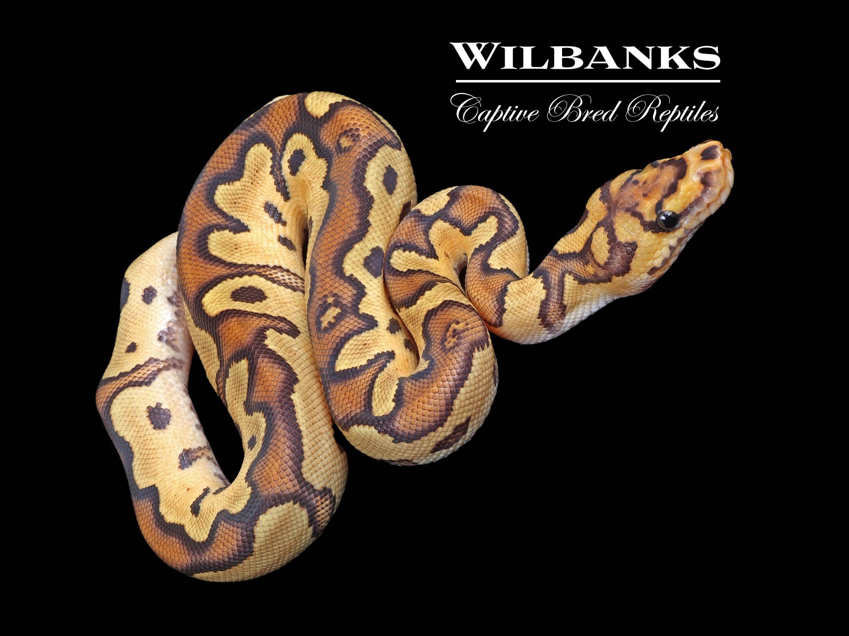 Reptiles Pythons And Lizards