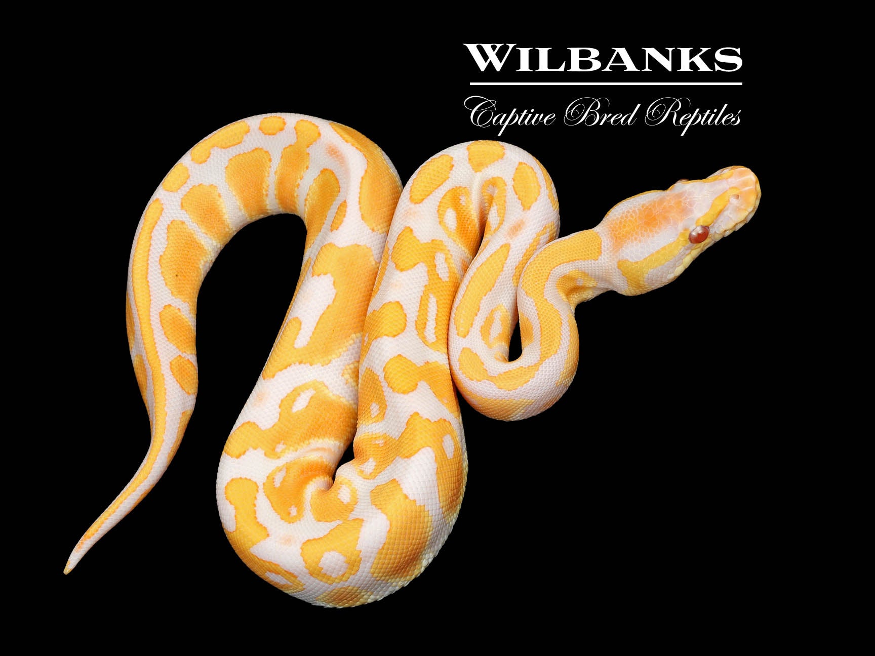 Lavender Albino 100% Het. Pied Ball Python ♀ '25 – Wilbanks Captive ...