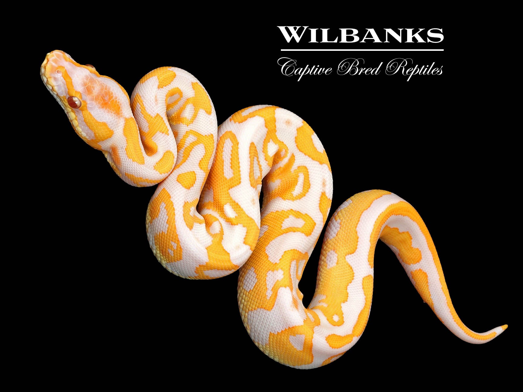 Lavender Leopard Ball Python ♀ '25 – Wilbanks Captive Bred Reptiles