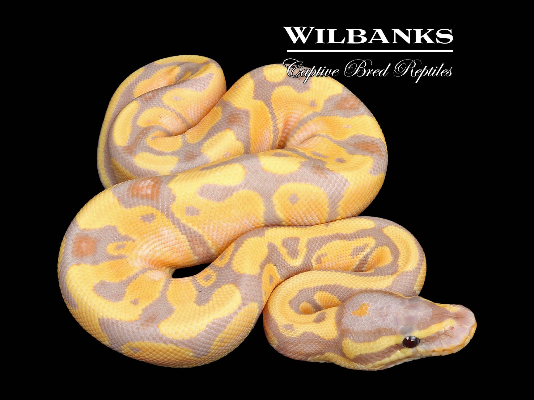 Banana 100% Het. Pied Ball Python ♂ '25 – Wilbanks Captive Bred Reptiles