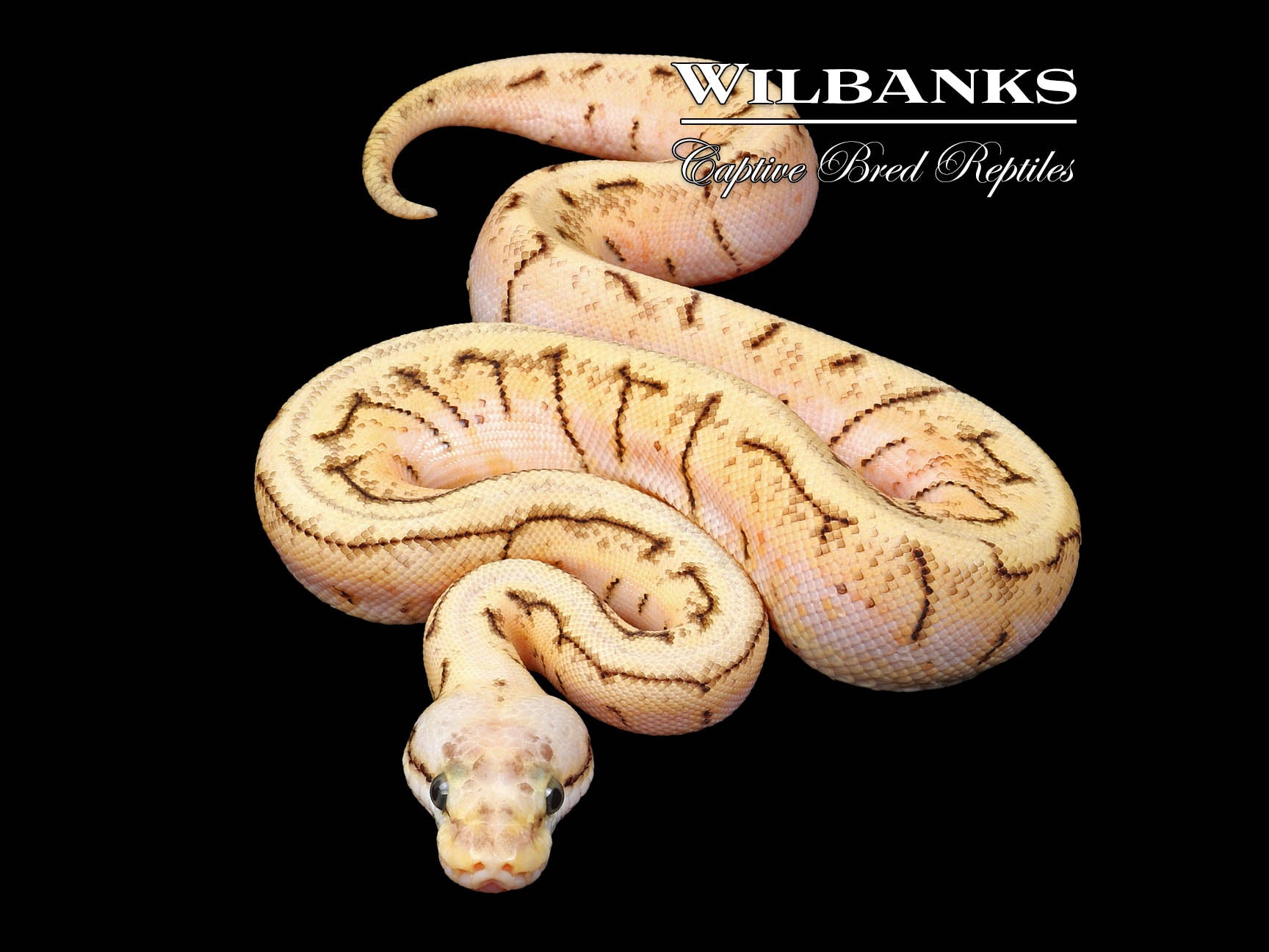 Reptiles Pythons And Lizards