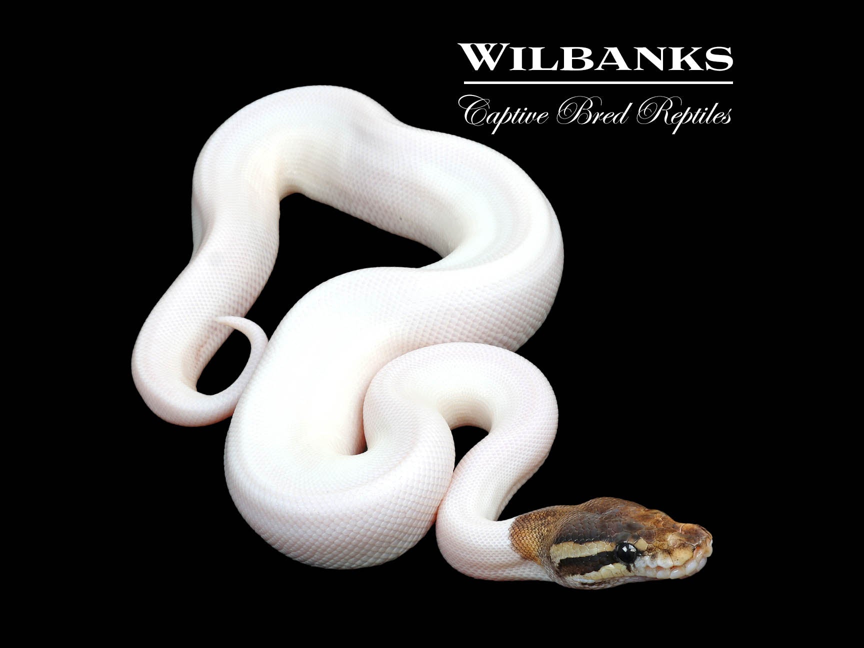 Cinnamon Pied Ball Python ♂ '24 – Wilbanks Captive Bred Reptiles