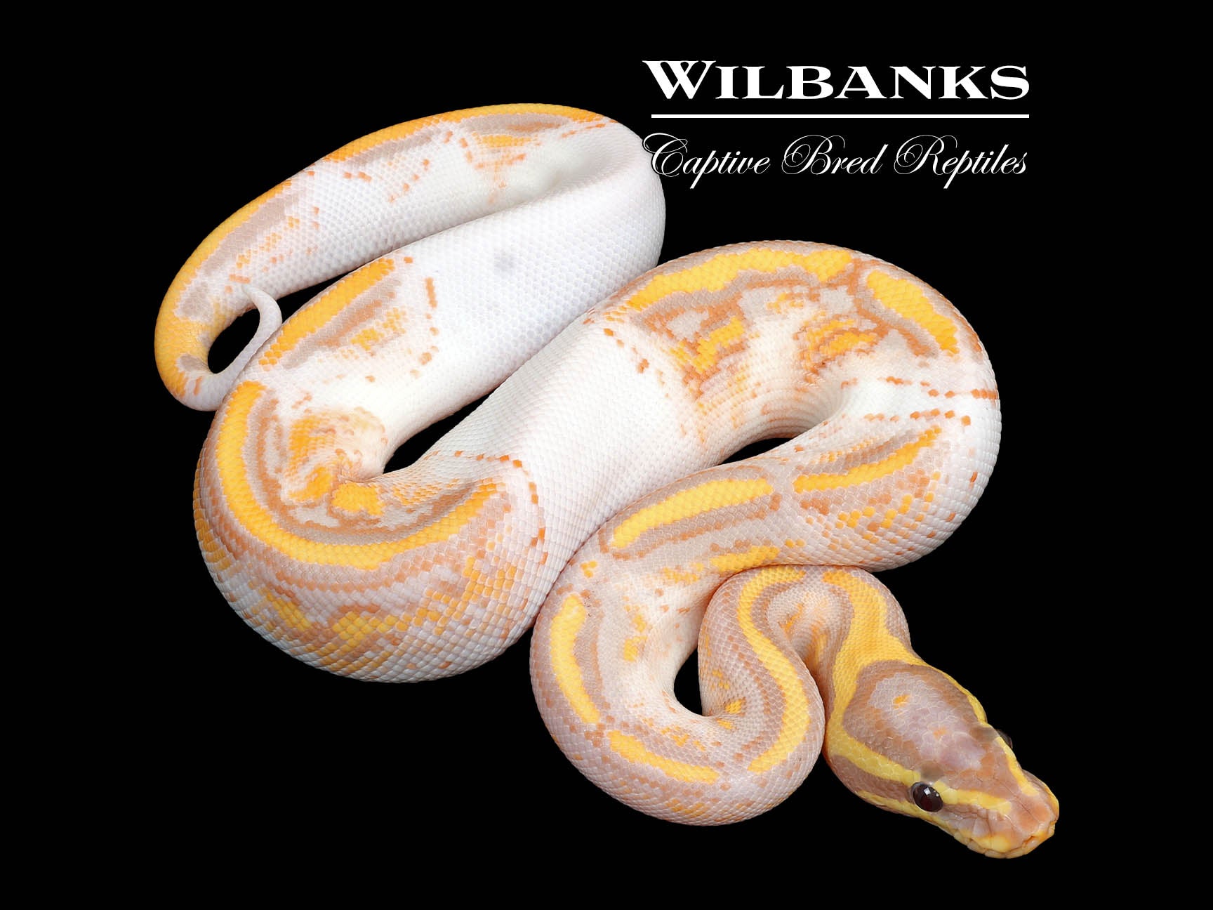 Banana Pied Yellow Belly Ball Python ♂ '25 – Wilbanks Captive Bred Reptiles