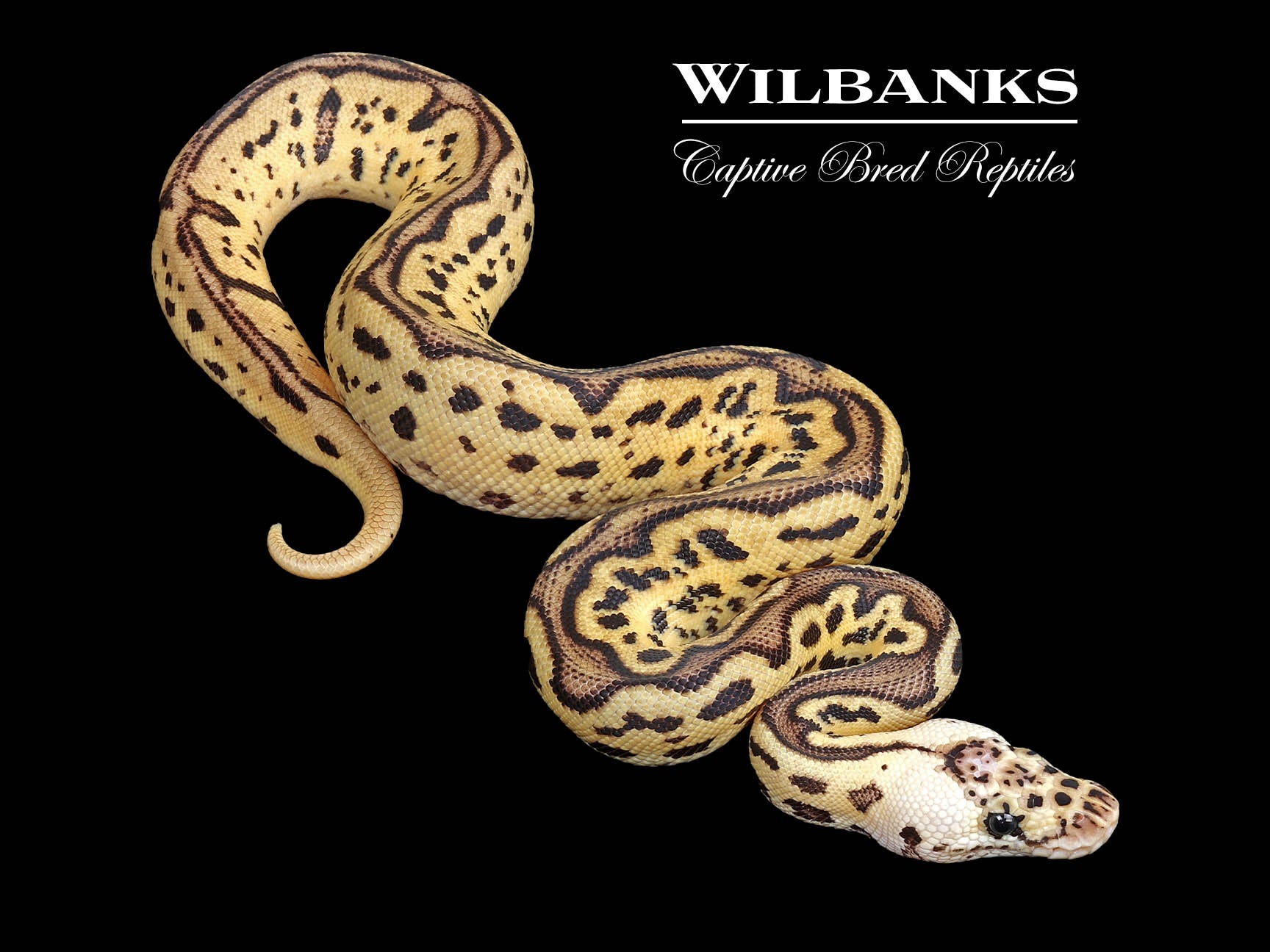Pastel Batman Ball Python ♂ '25 – Wilbanks Captive Bred Reptiles