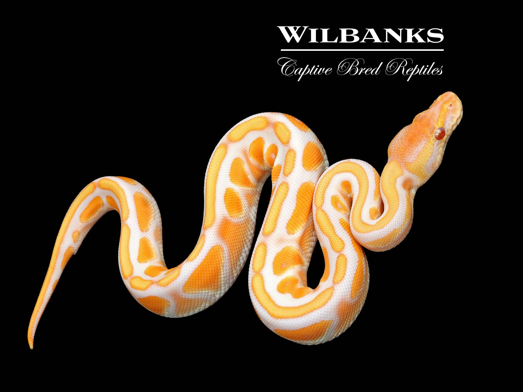 Lavender Albino Cinnamon Enchi Cypress Ball Python ♀ '25 – Wilbanks ...
