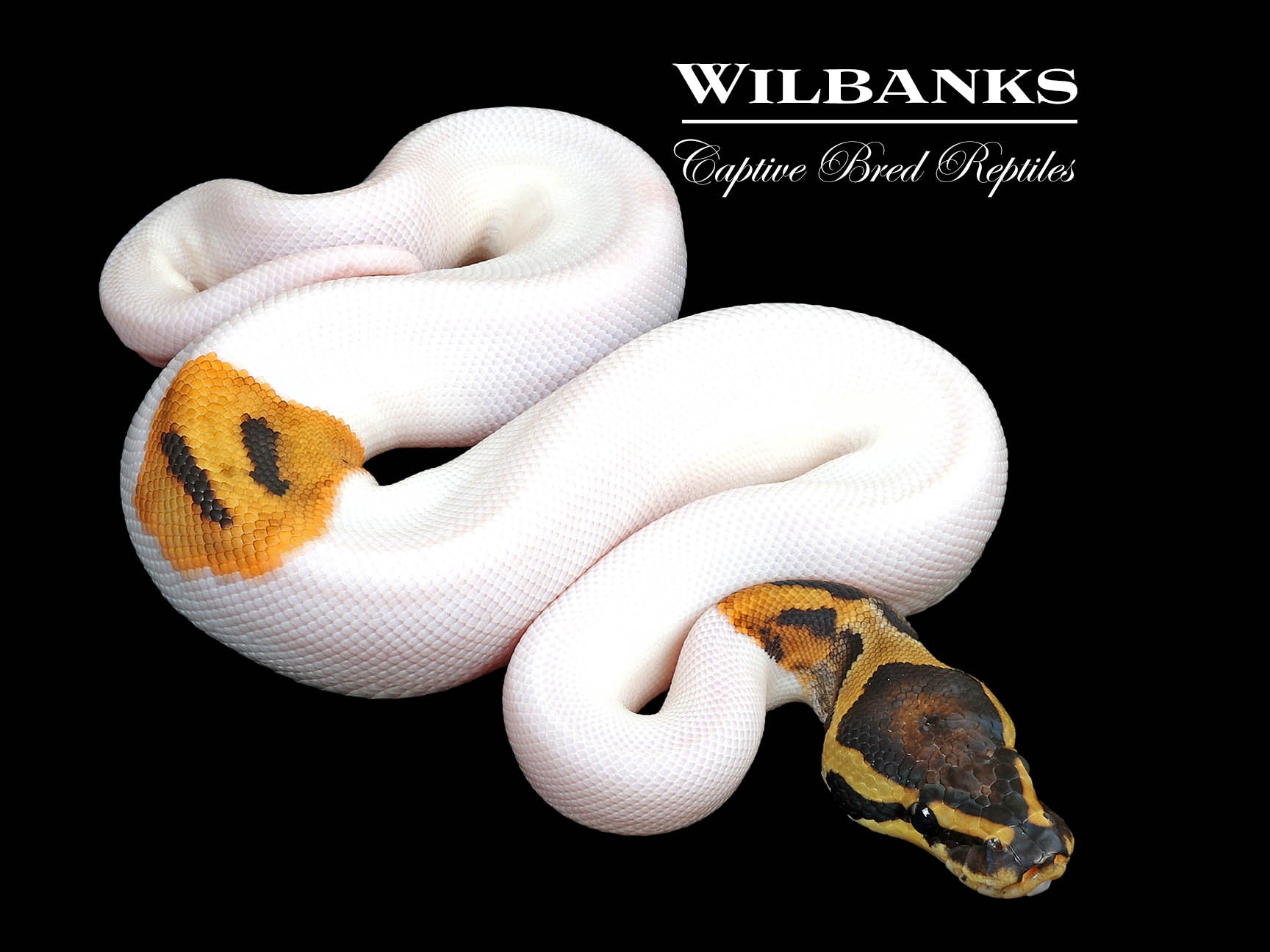 Pied Ball Python ♂ '26 – Wilbanks Captive Bred Reptiles