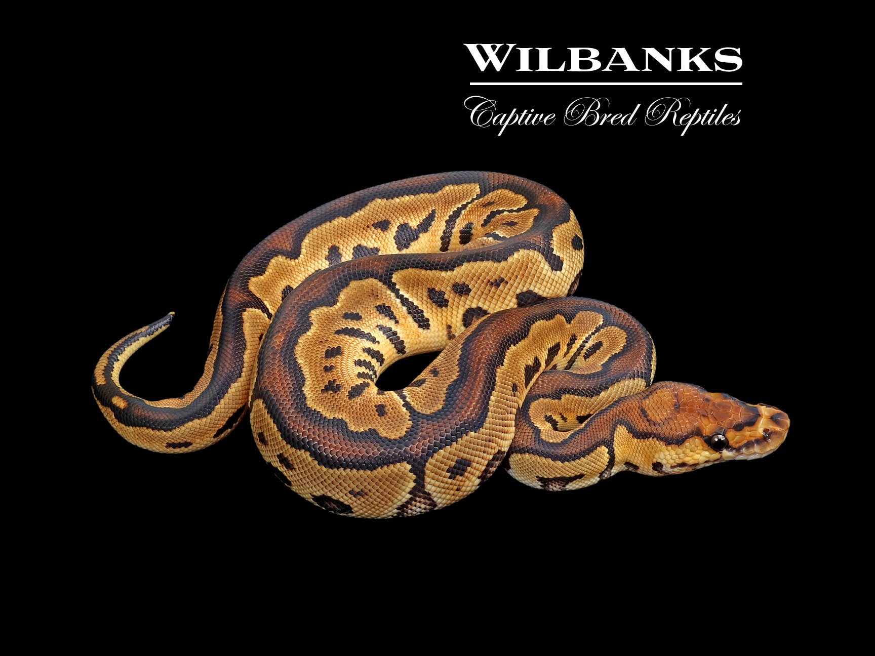 Clown Ball Python ♀ '25 – Wilbanks Captive Bred Reptiles