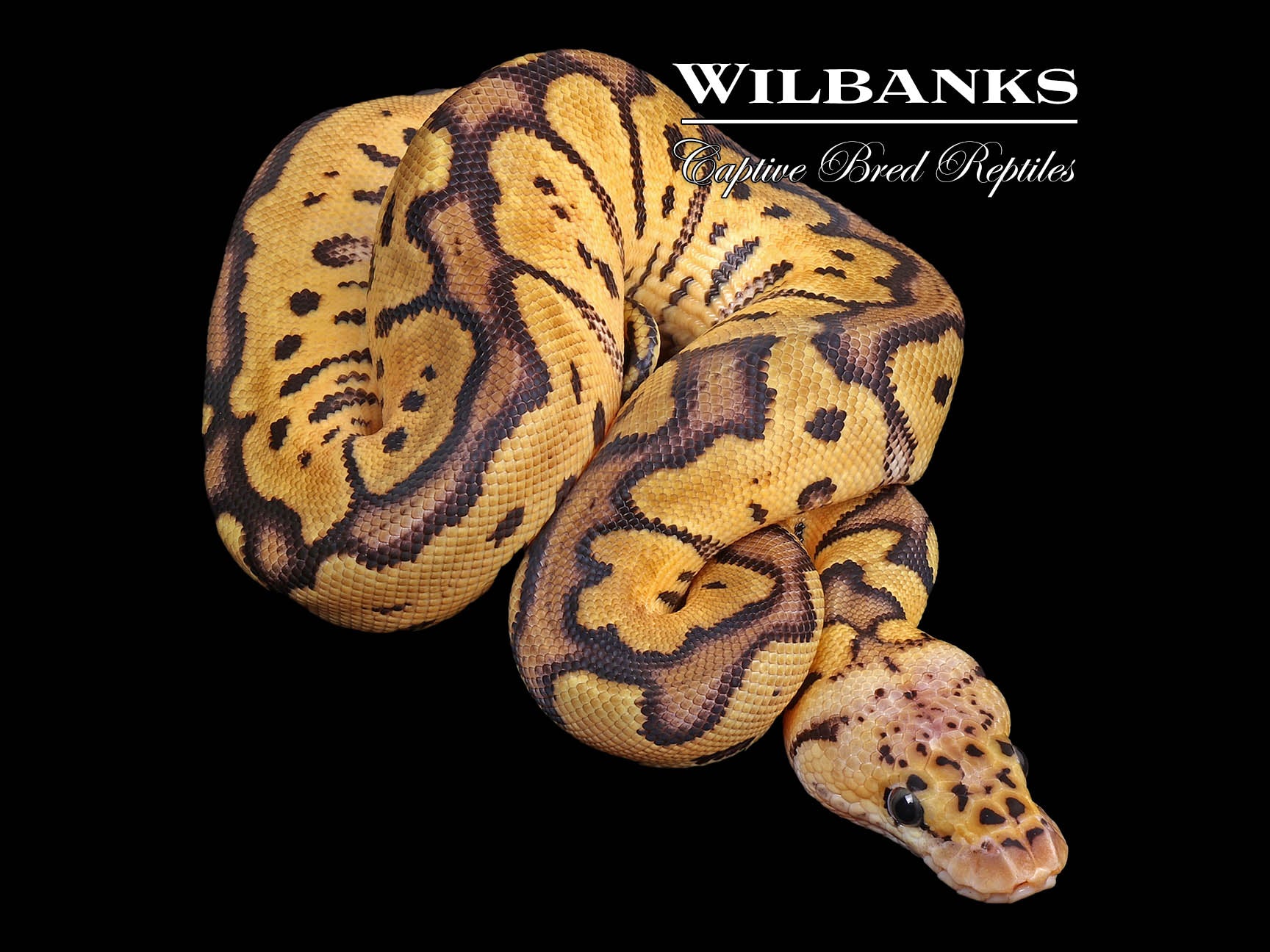 Pastel Clown Ball Python ♀ '24 – Wilbanks Captive Bred Reptiles