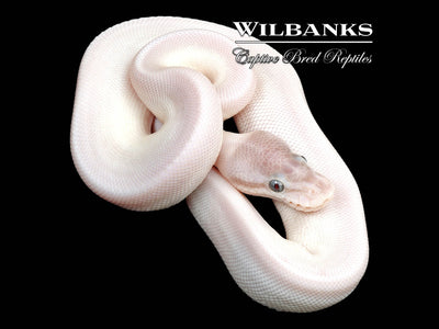 Exotic Blue Eyed Lucy Ball Python for Sale | Wilbanks Reptiles ...