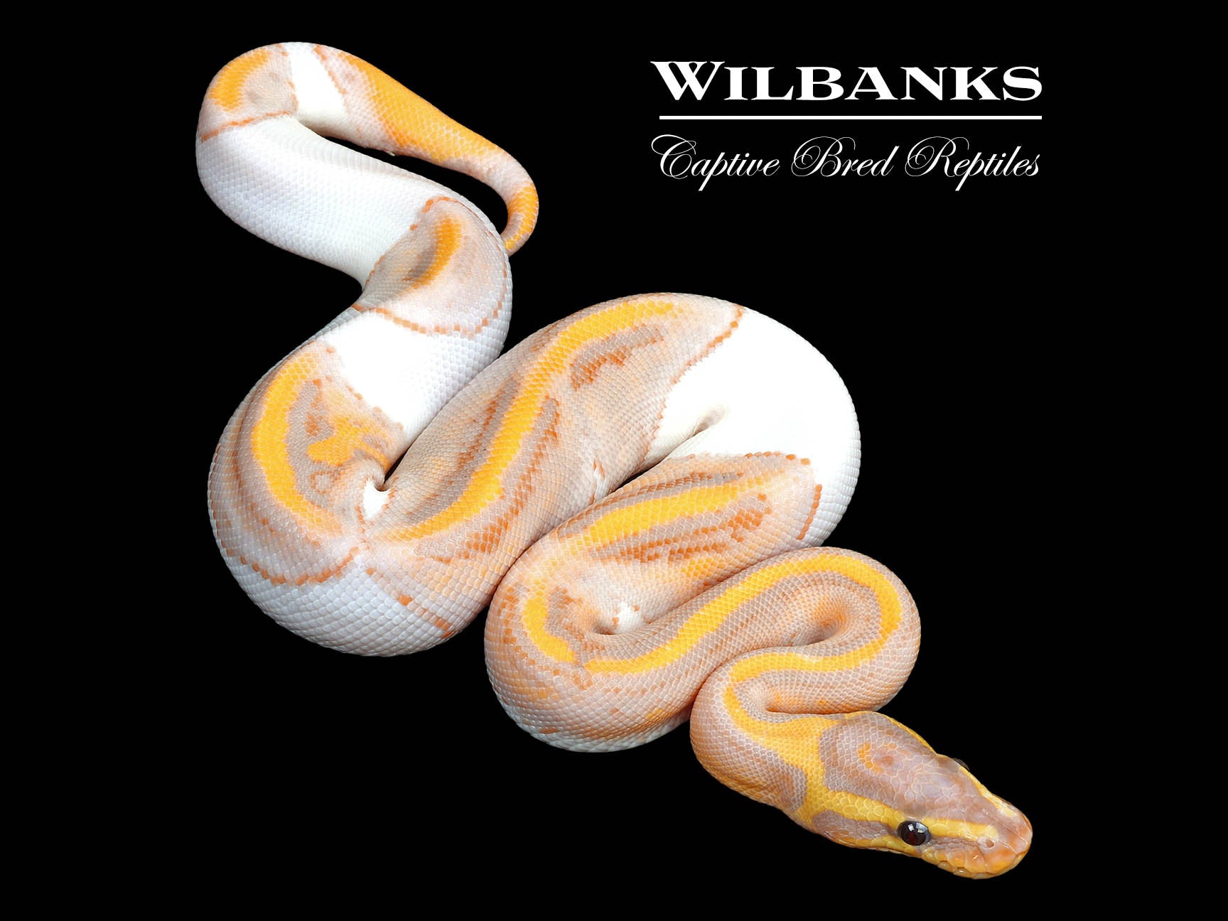 Banana Pied Ball Python ♂ '25 – Wilbanks Captive Bred Reptiles