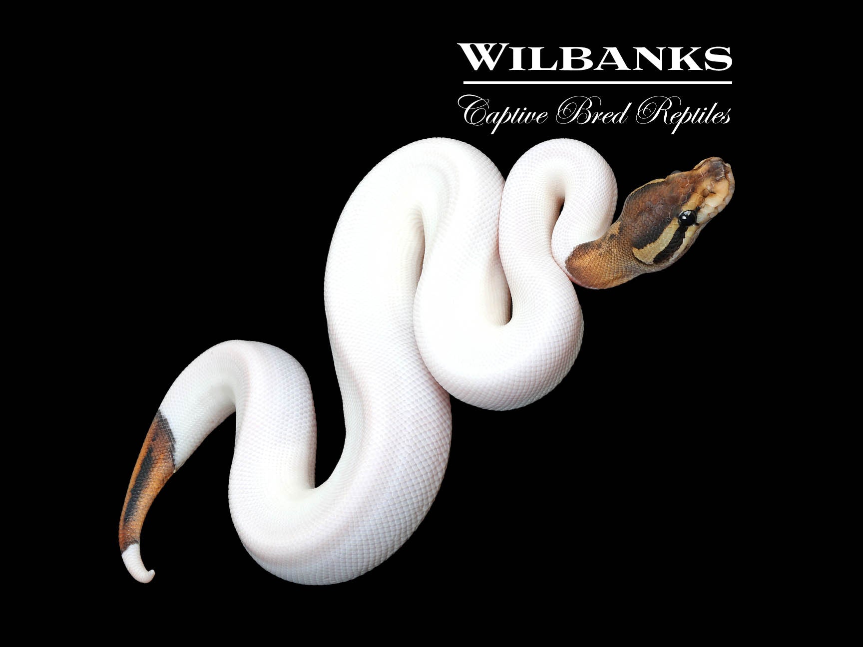 Black Pastel Special Pied Ball Python ♂ '25 – Wilbanks Captive Bred ...