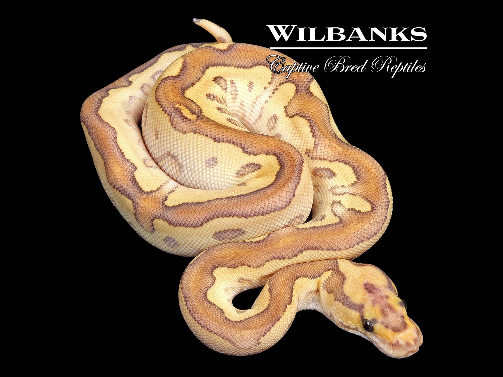 Butter Yellow Belly Clown Ball Python ♀ '25 – Wilbanks Captive Bred ...