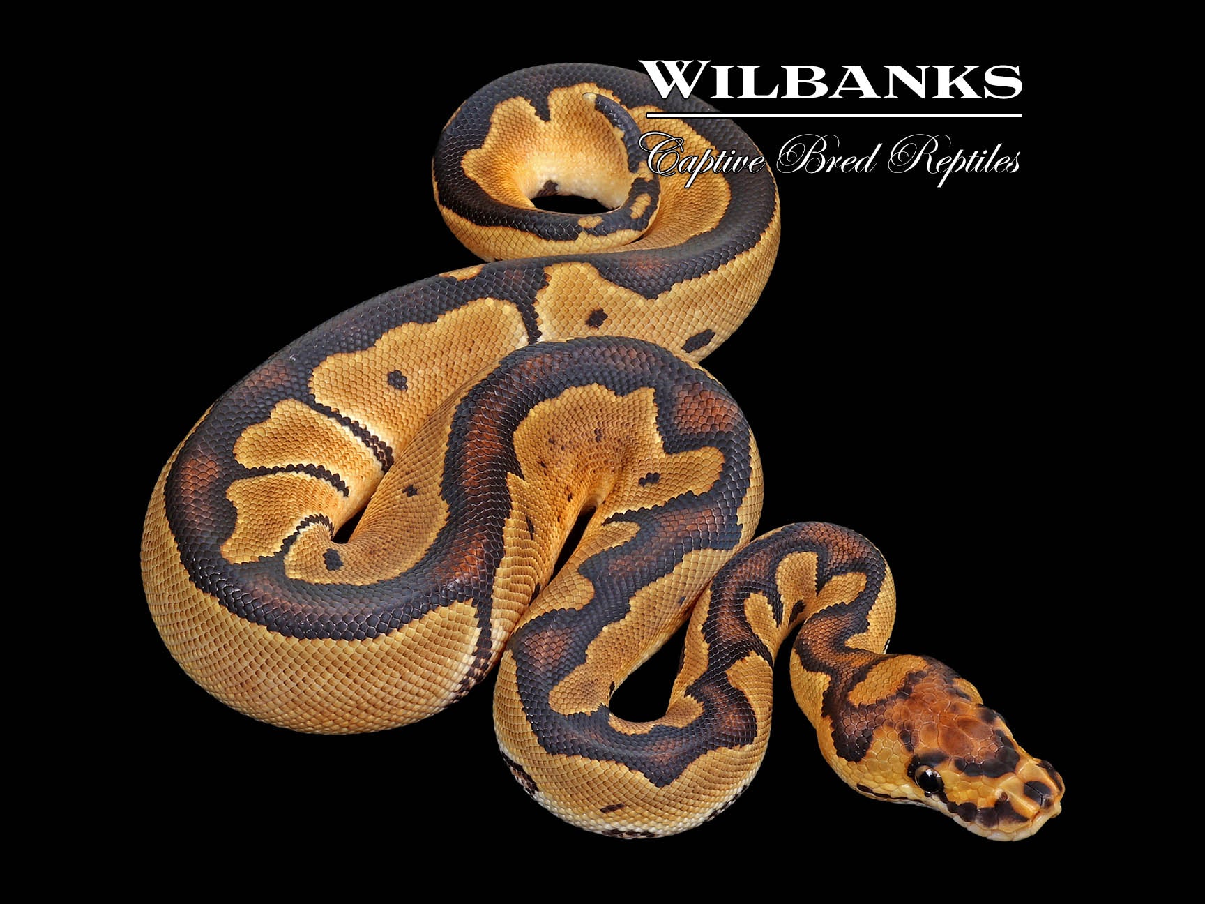 Clown Ball Python ♀ '25 – Wilbanks Captive Bred Reptiles