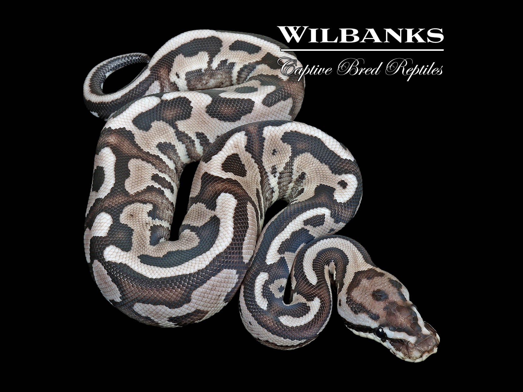 Fire Leopard Axanthic (VPI) Ball Python ♀ '25 – Wilbanks Captive Bred ...