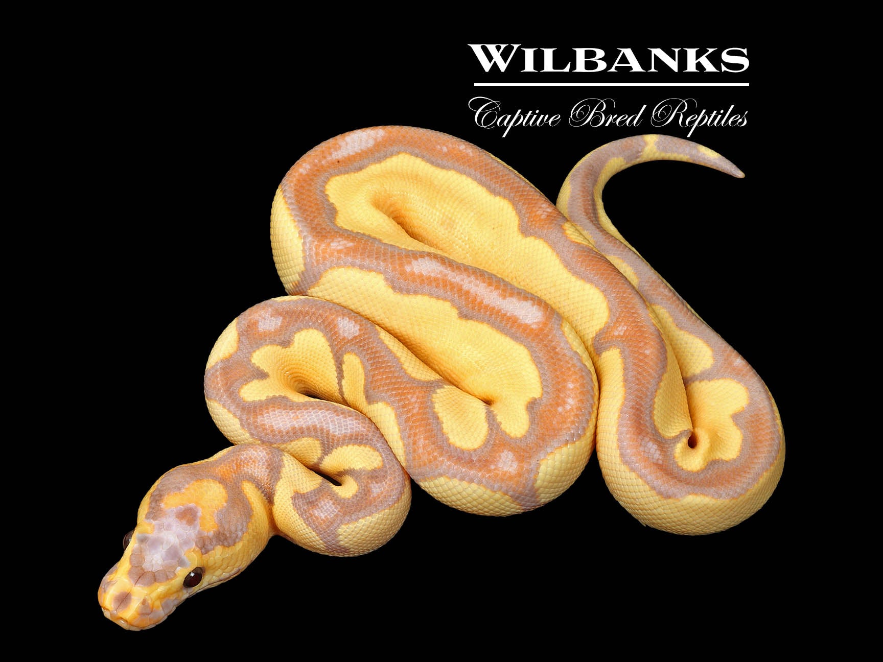 Banana Clown Ball Python ♂ '25 – Wilbanks Captive Bred Reptiles