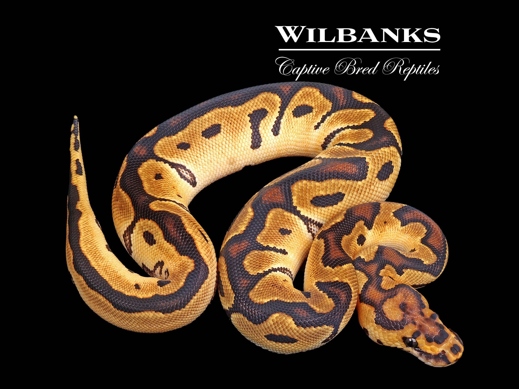 Orange Dream Clown Ball Python ♂ '25 – Wilbanks Captive Bred Reptiles