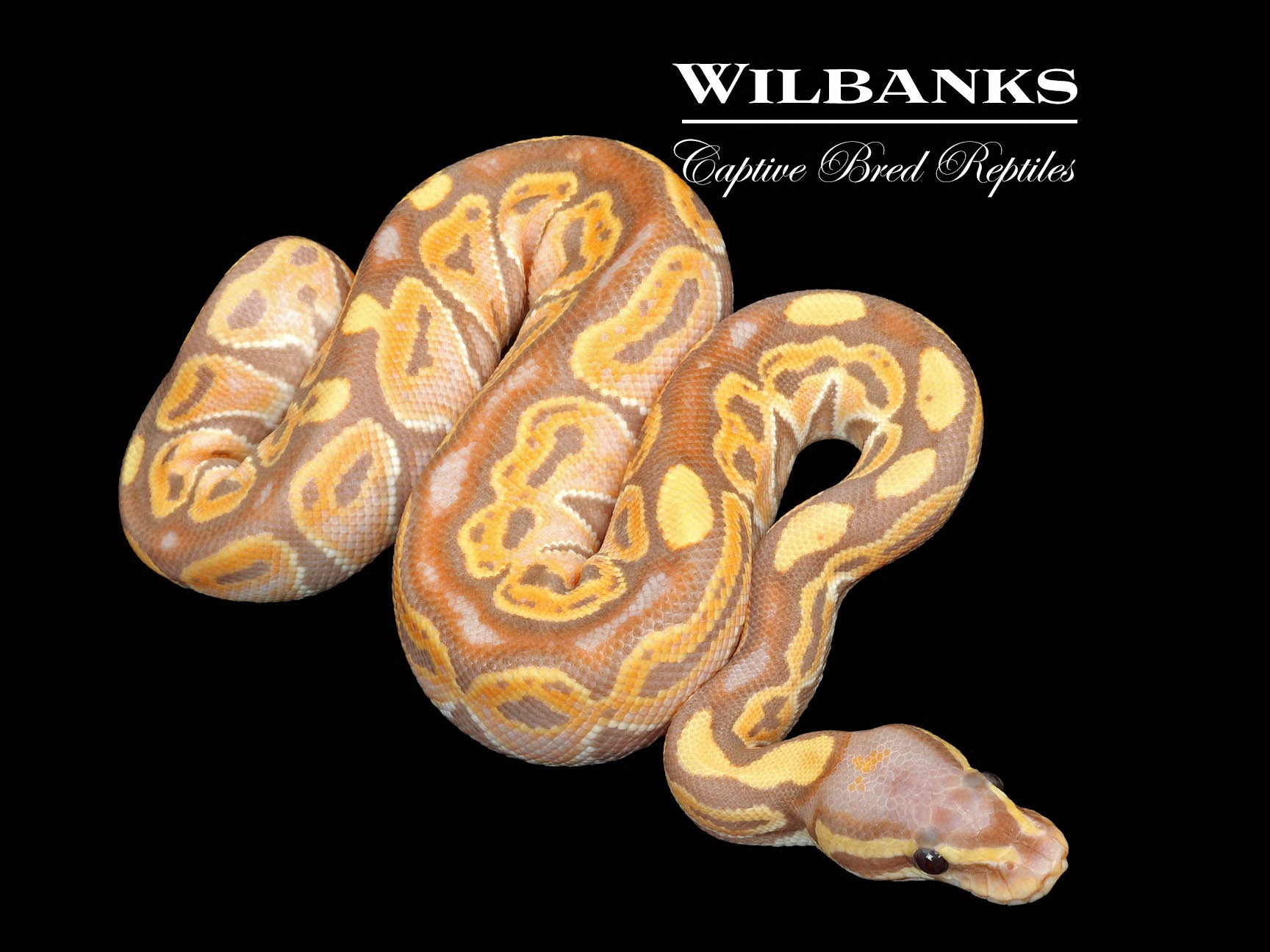 Banana Special Ball Python ♂ '25 – Wilbanks Captive Bred Reptiles