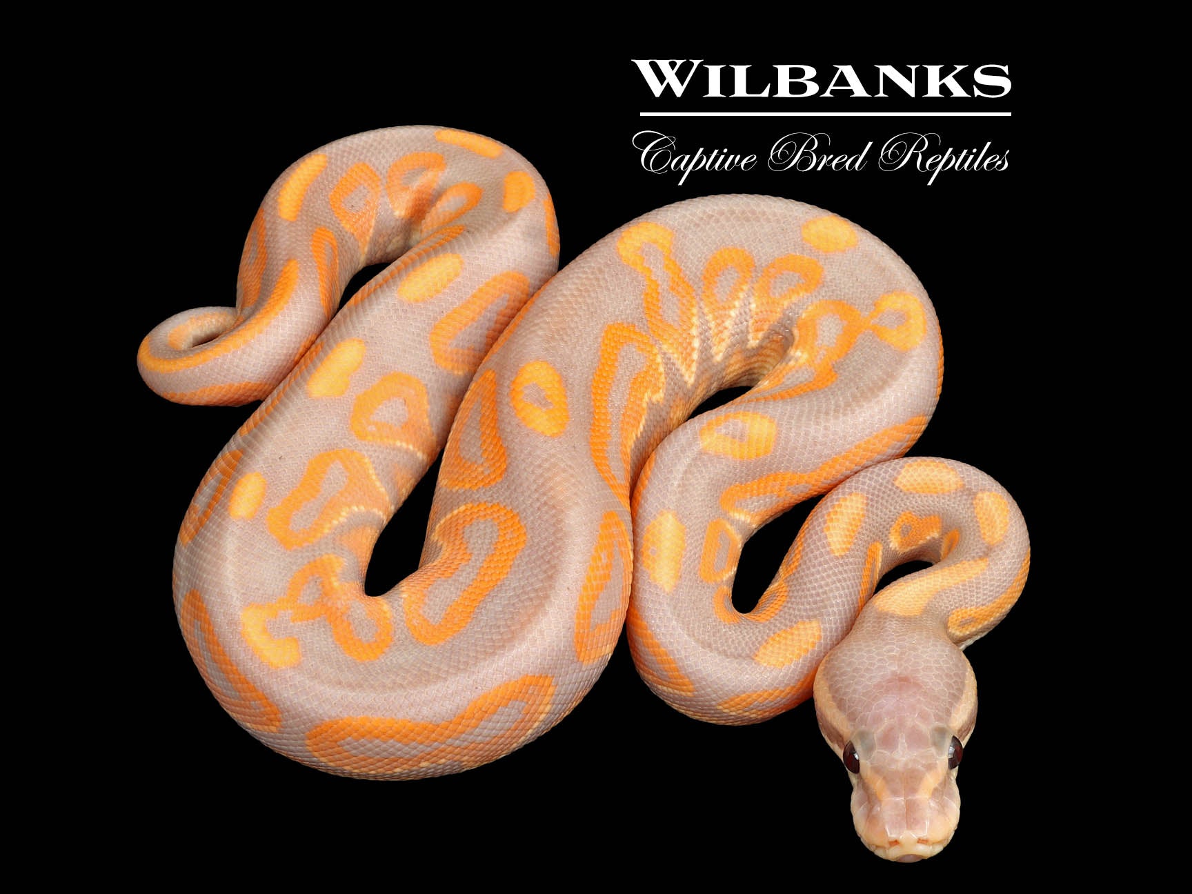 Banana Cinnamon Ball Python ♂ '25 – Wilbanks Captive Bred Reptiles