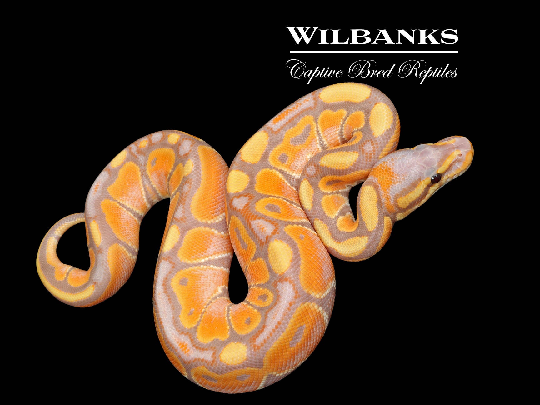 Banana Ball Python ♀ '25 – Wilbanks Captive Bred Reptiles