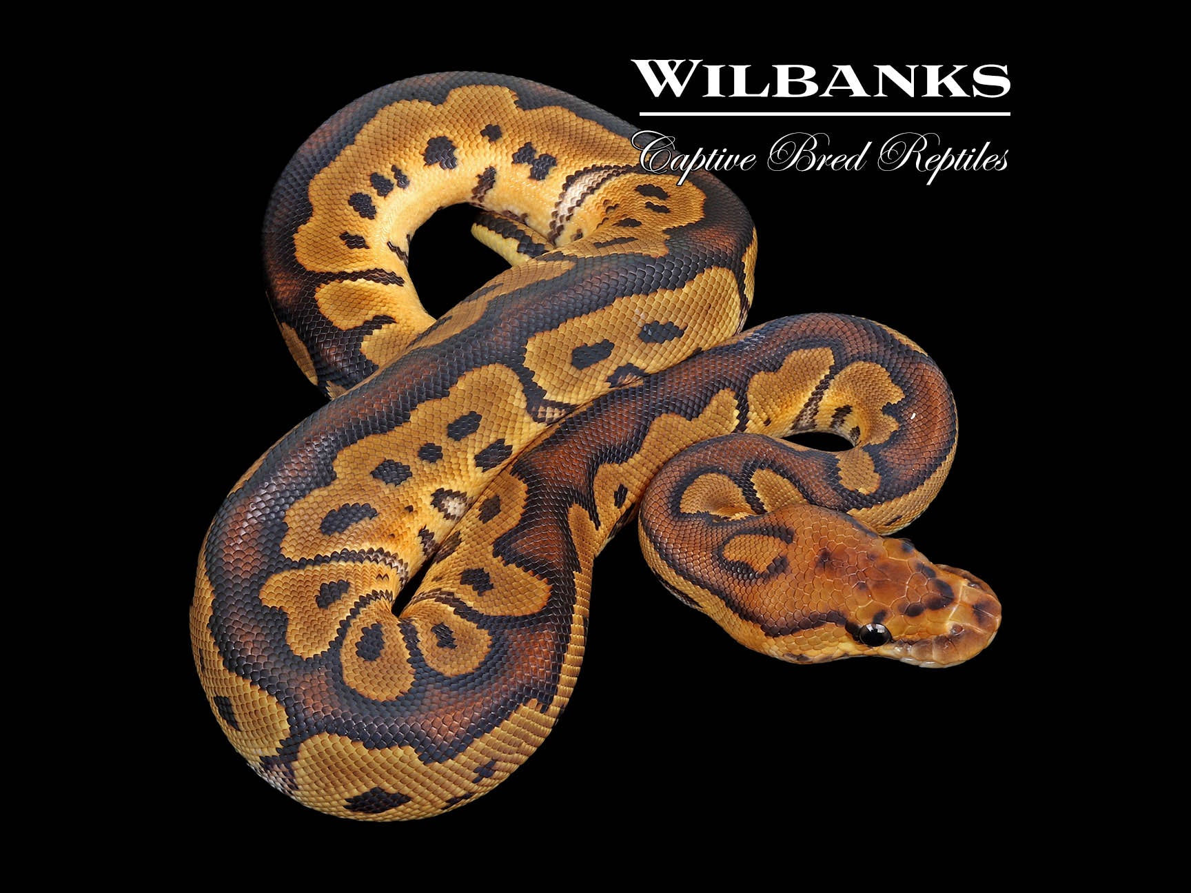 Clown Ball Python ♀ '25 – Wilbanks Captive Bred Reptiles