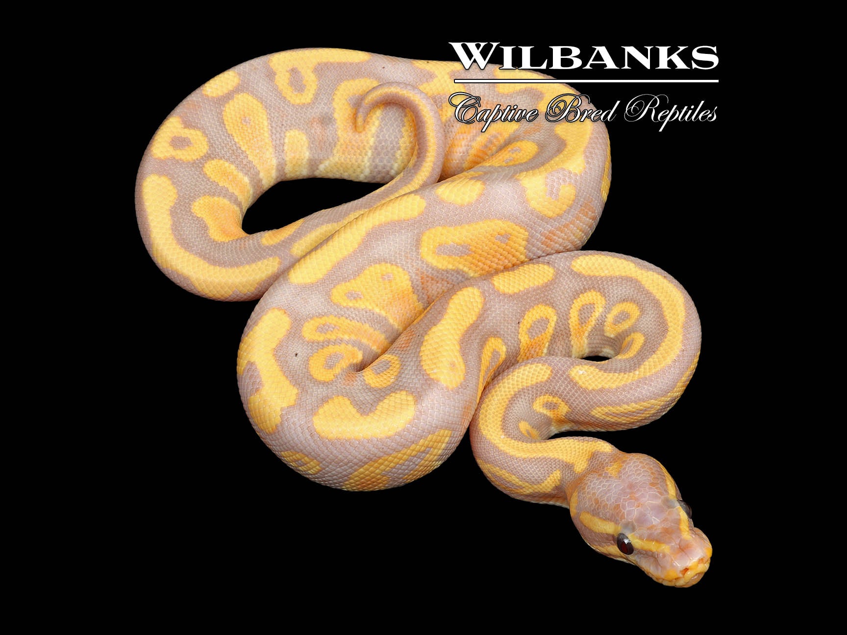 Banana Mahogany 100% Het. Pied Ball Python ♂ '25 – Wilbanks Captive ...