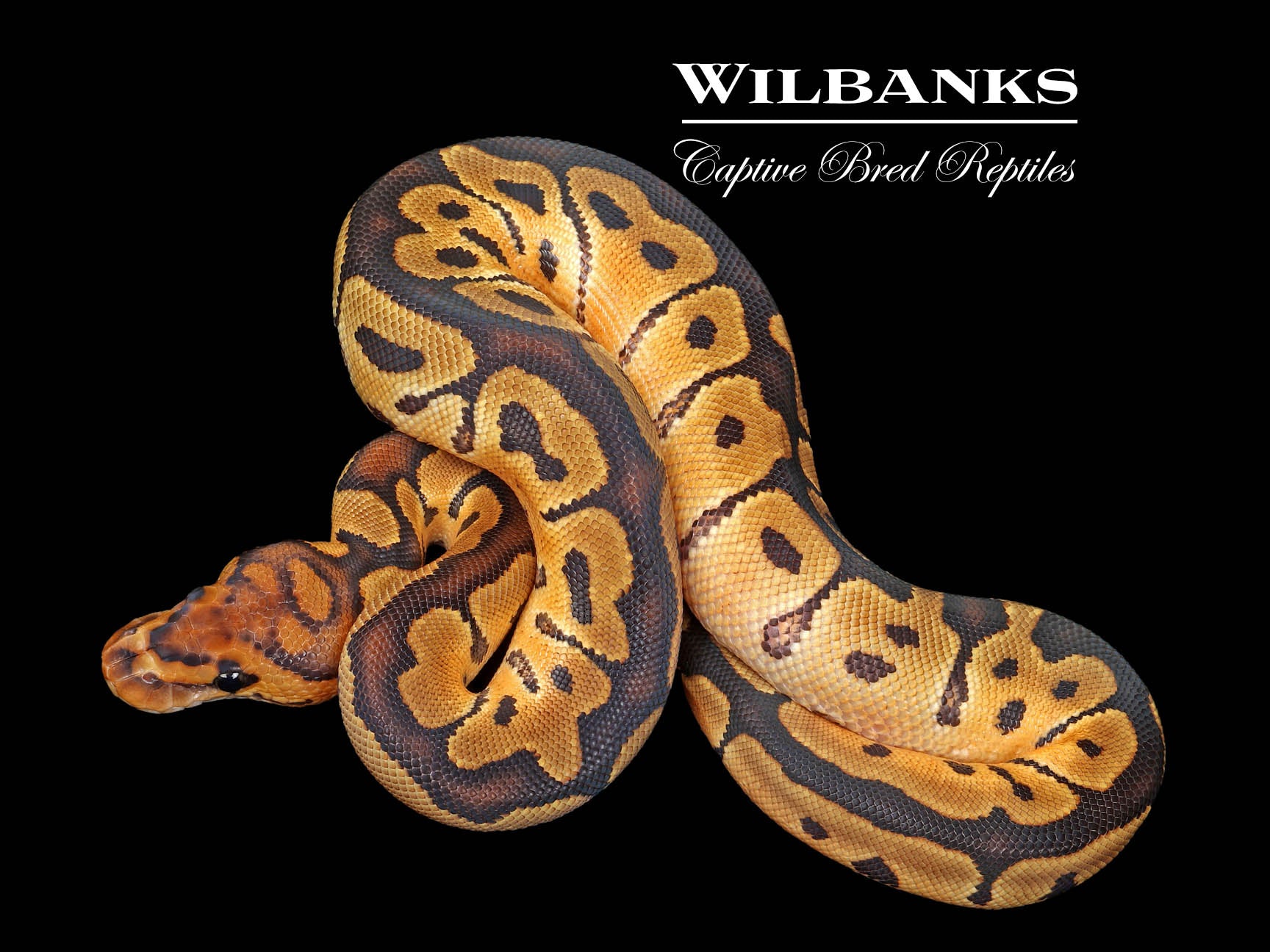 Clown Ball Python ♀ '25 – Wilbanks Captive Bred Reptiles