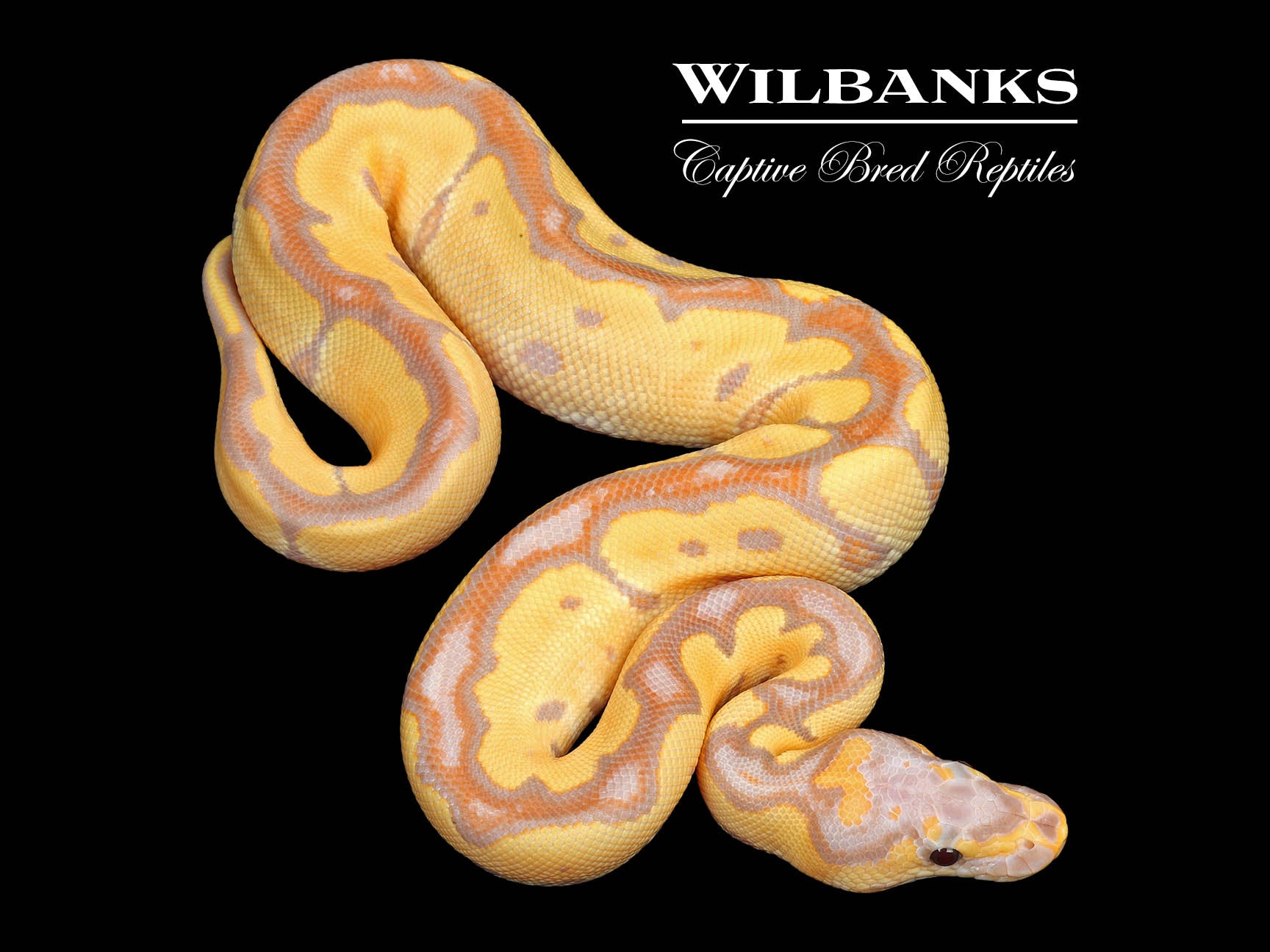 Banana Clown Ball Python ♂ '25 – Wilbanks Captive Bred Reptiles