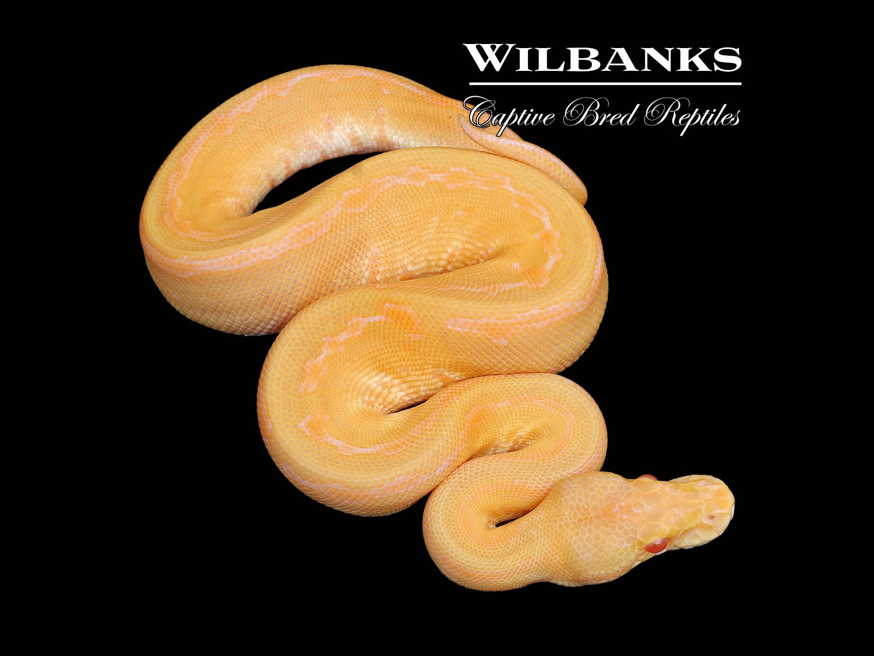 Albino Blackhead Pinstripe Ball Python ♂ '25 – Wilbanks Captive Bred ...