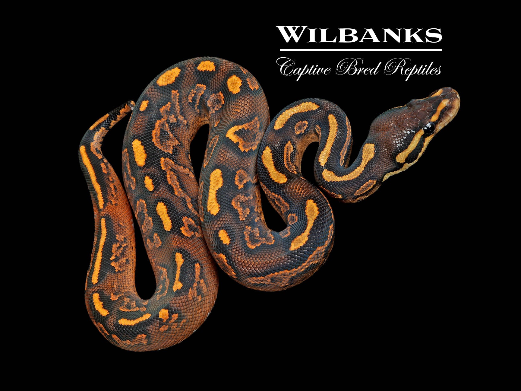 Black Pastel Sugar Yellow Belly Ball Python ♂ '25 – Wilbanks Captive ...