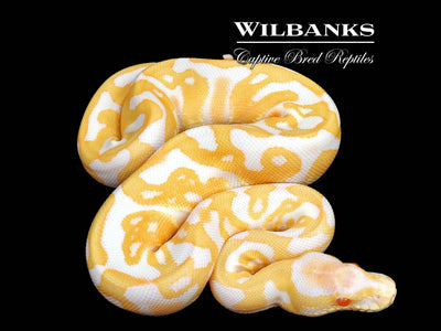 Albino Ball Pythons for Sale – Wilbanks Captive Bred Reptiles