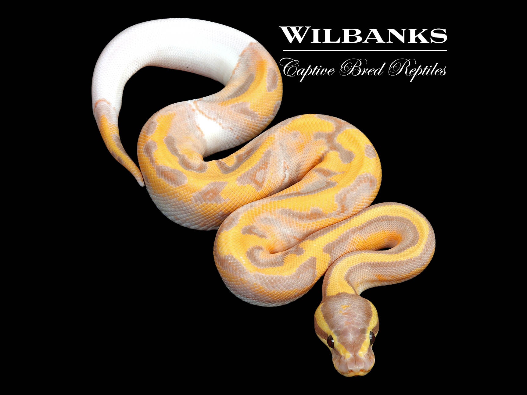 Banana Pied Ball Python ♂ '25 – Wilbanks Captive Bred Reptiles
