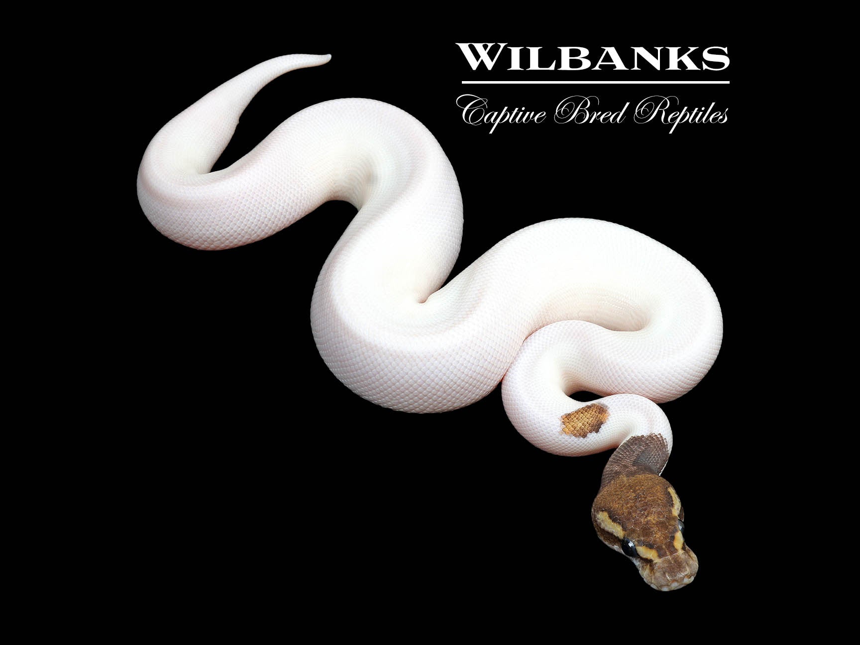 Mojave Pied Ball Python ♂ '25 – Wilbanks Captive Bred Reptiles