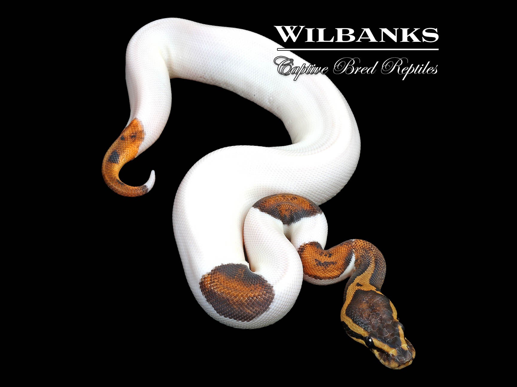 Mahogany Pied Ball Python ♀ '25 – Wilbanks Captive Bred Reptiles